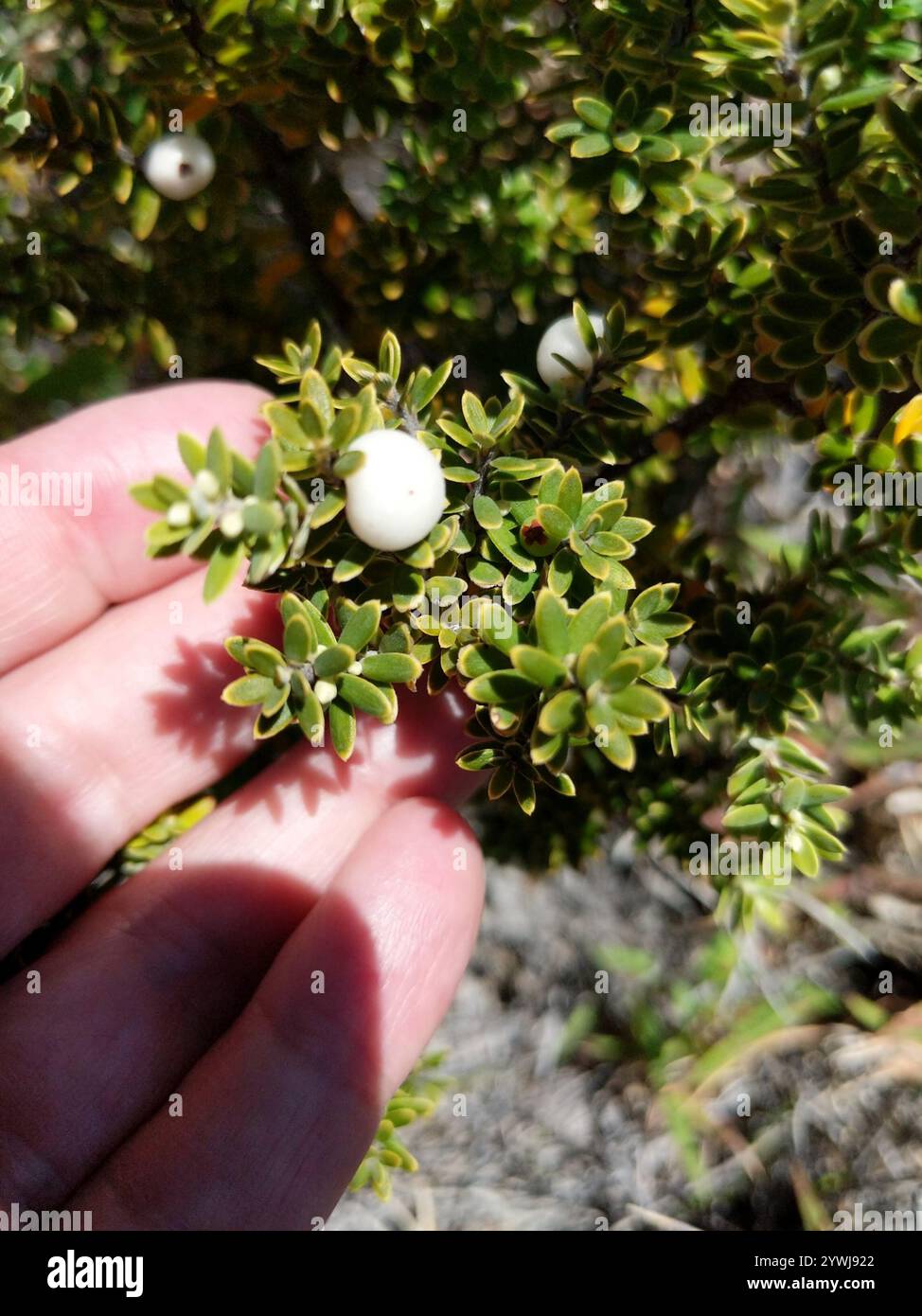 Pūkiawe (Leptecophylla tameiameiae Stock Photo - Alamy