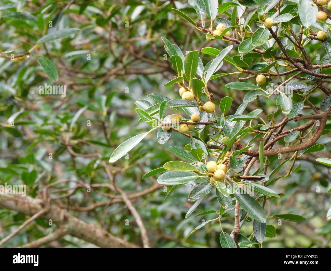 Common Wild Fig (Ficus burkei Stock Photo - Alamy