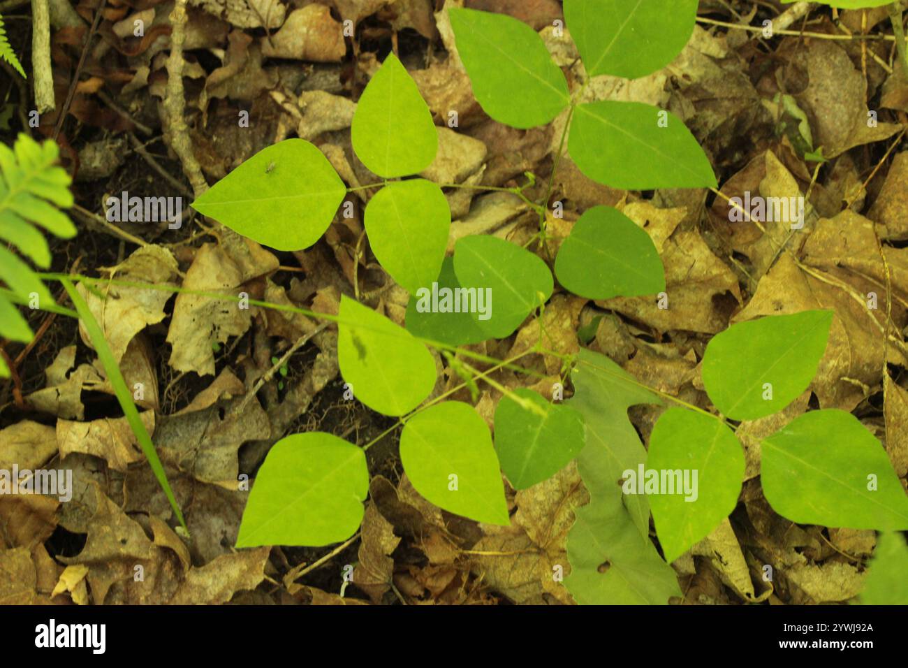 American hog-peanut (Amphicarpaea bracteata Stock Photo - Alamy