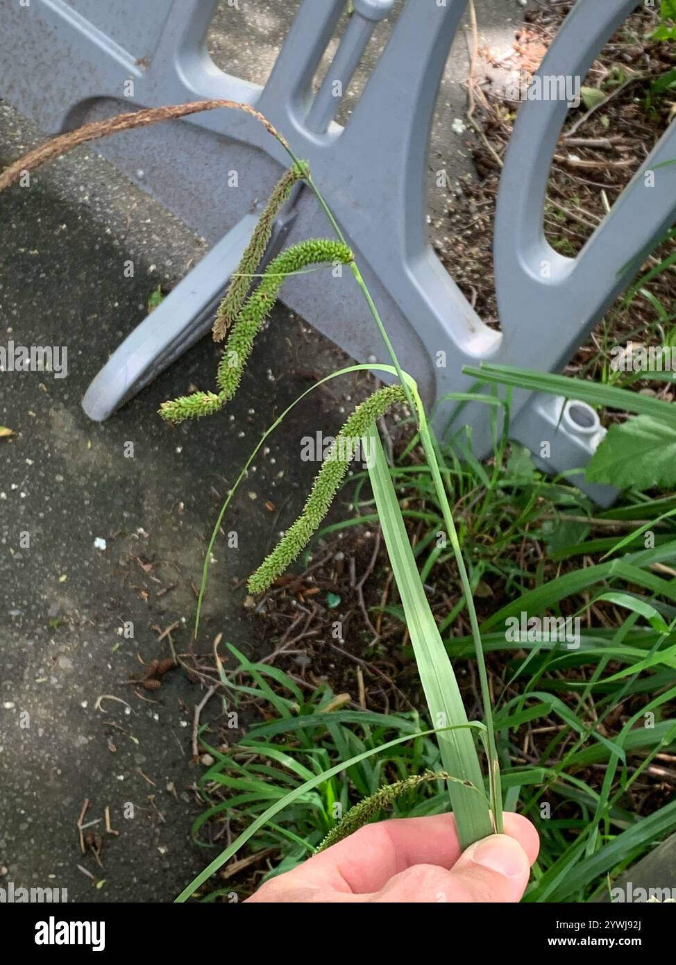 Hanging sedge (Carex pendula Stock Photo - Alamy