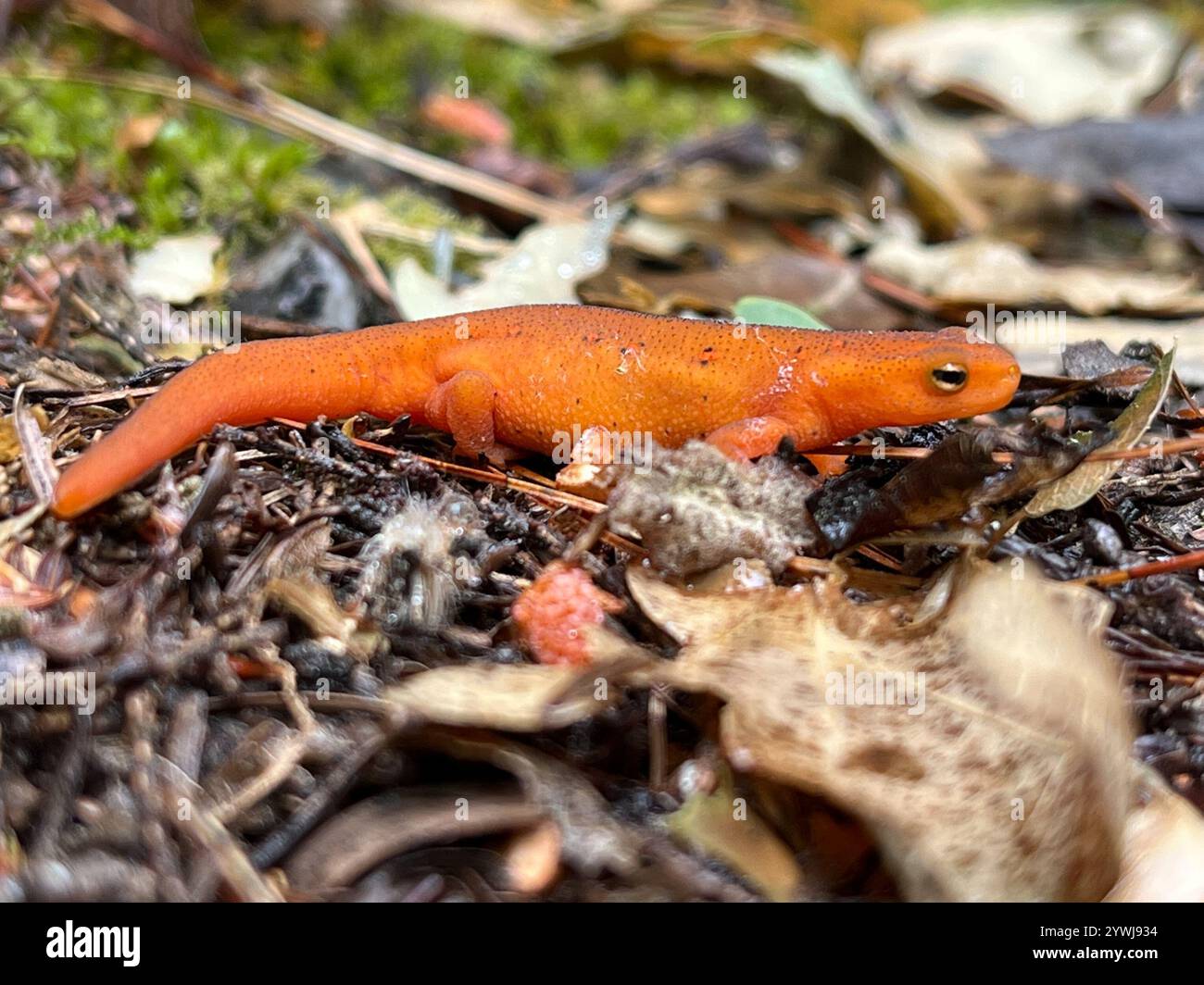 Eastern Newt (Notophthalmus viridescens Stock Photo - Alamy