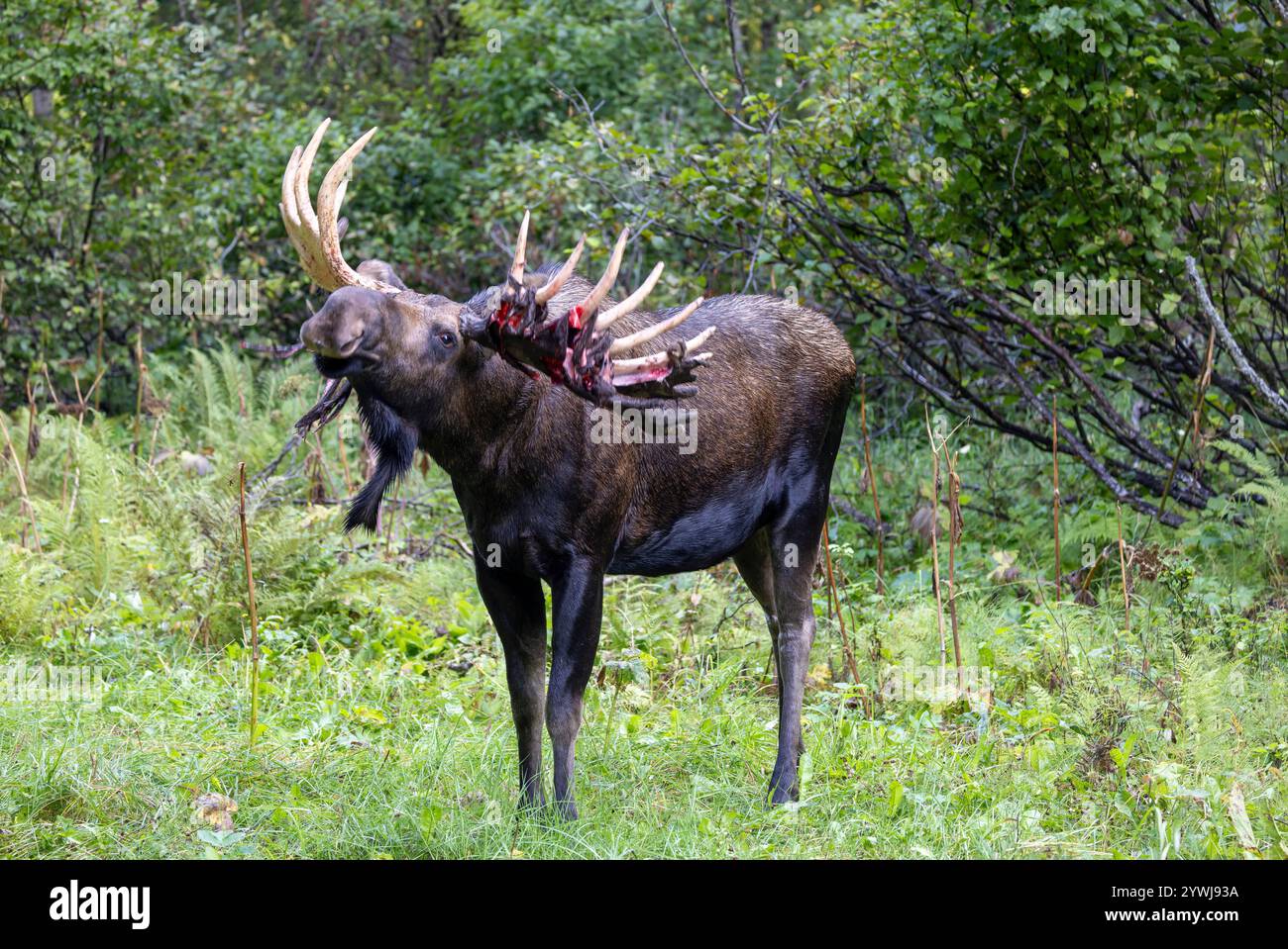 Alaska Yukon Bull Moose in Early Autumn in Alaska Stock Photo - Alamy