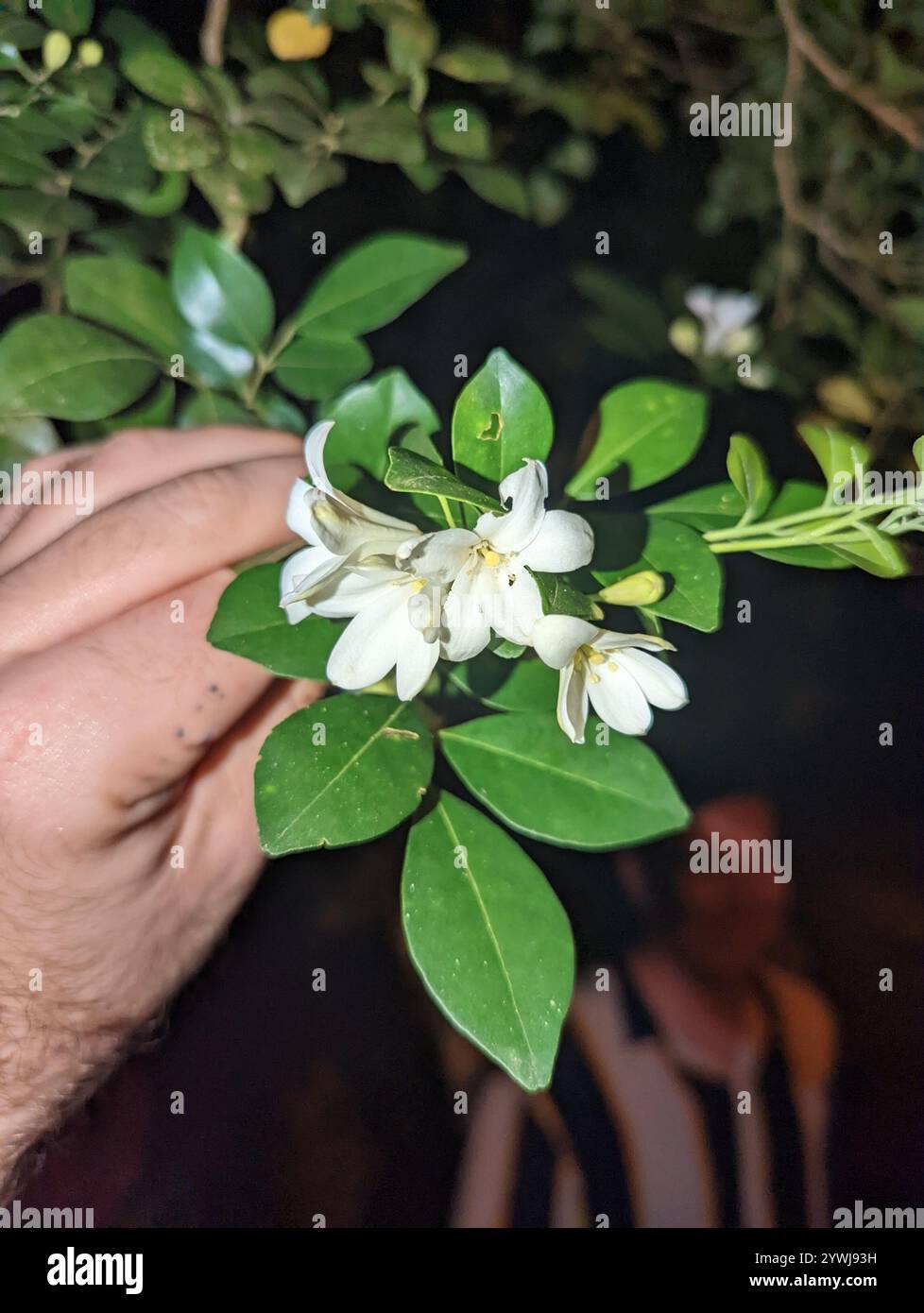 Orange Jasmine (Murraya paniculata Stock Photo - Alamy