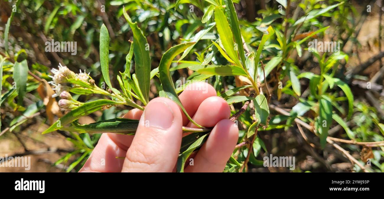 mule fat (Baccharis salicifolia Stock Photo - Alamy