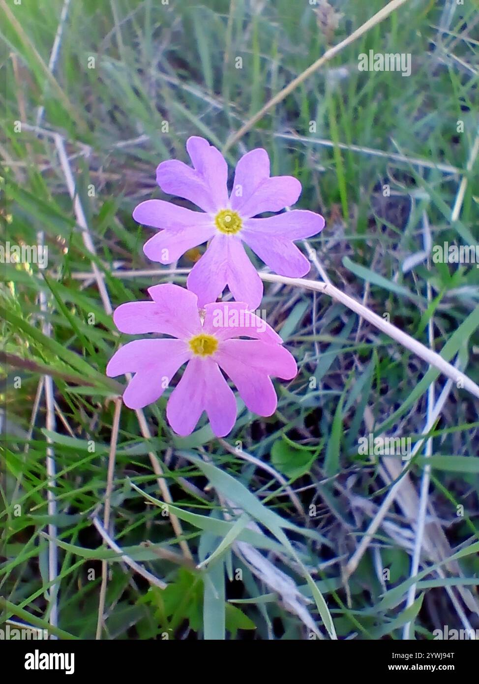Sleepy primrose hi-res stock photography and images - Alamy