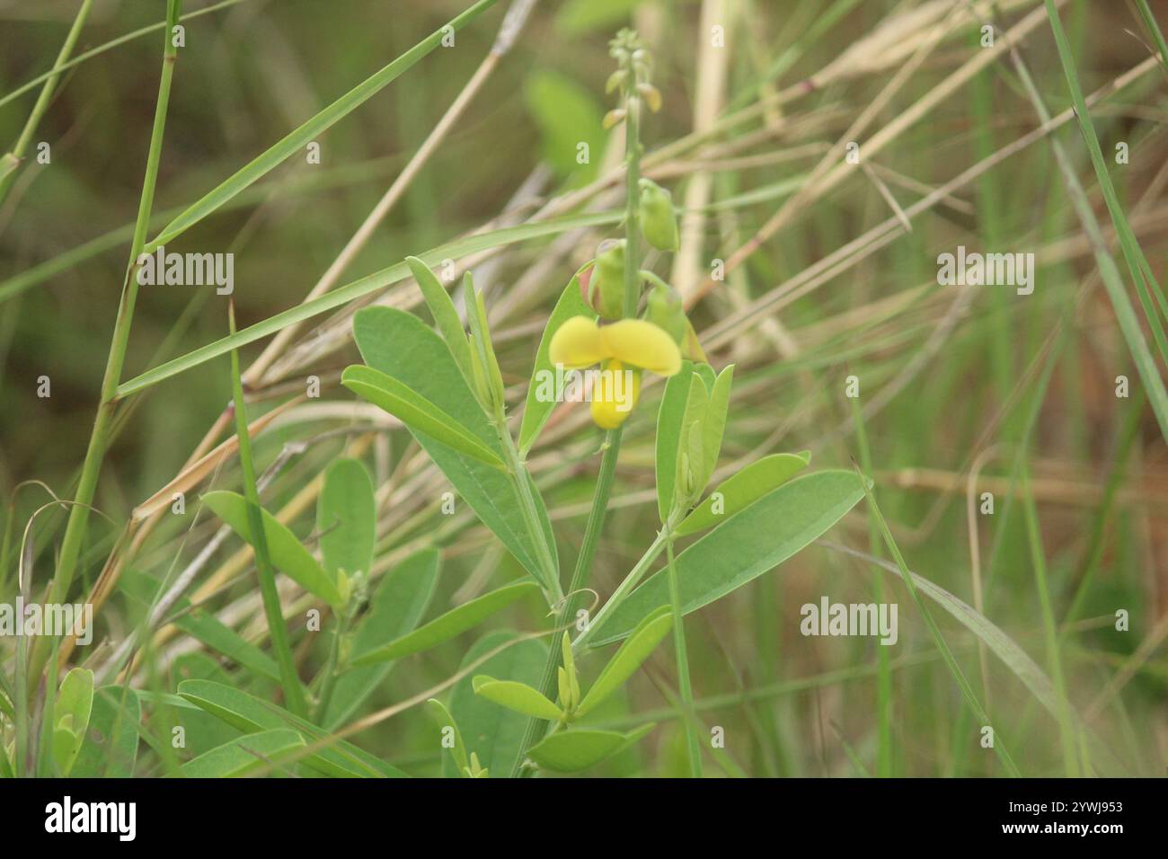 Rattleweed (Crotalaria retusa Stock Photo - Alamy