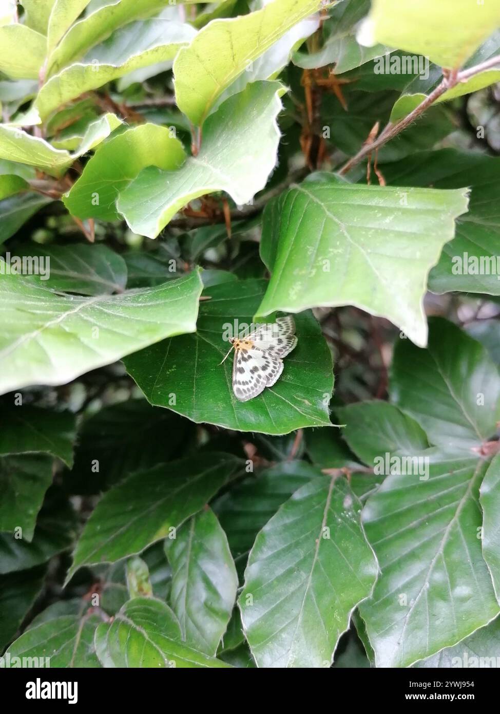 Small Magpie (Anania hortulata Stock Photo - Alamy