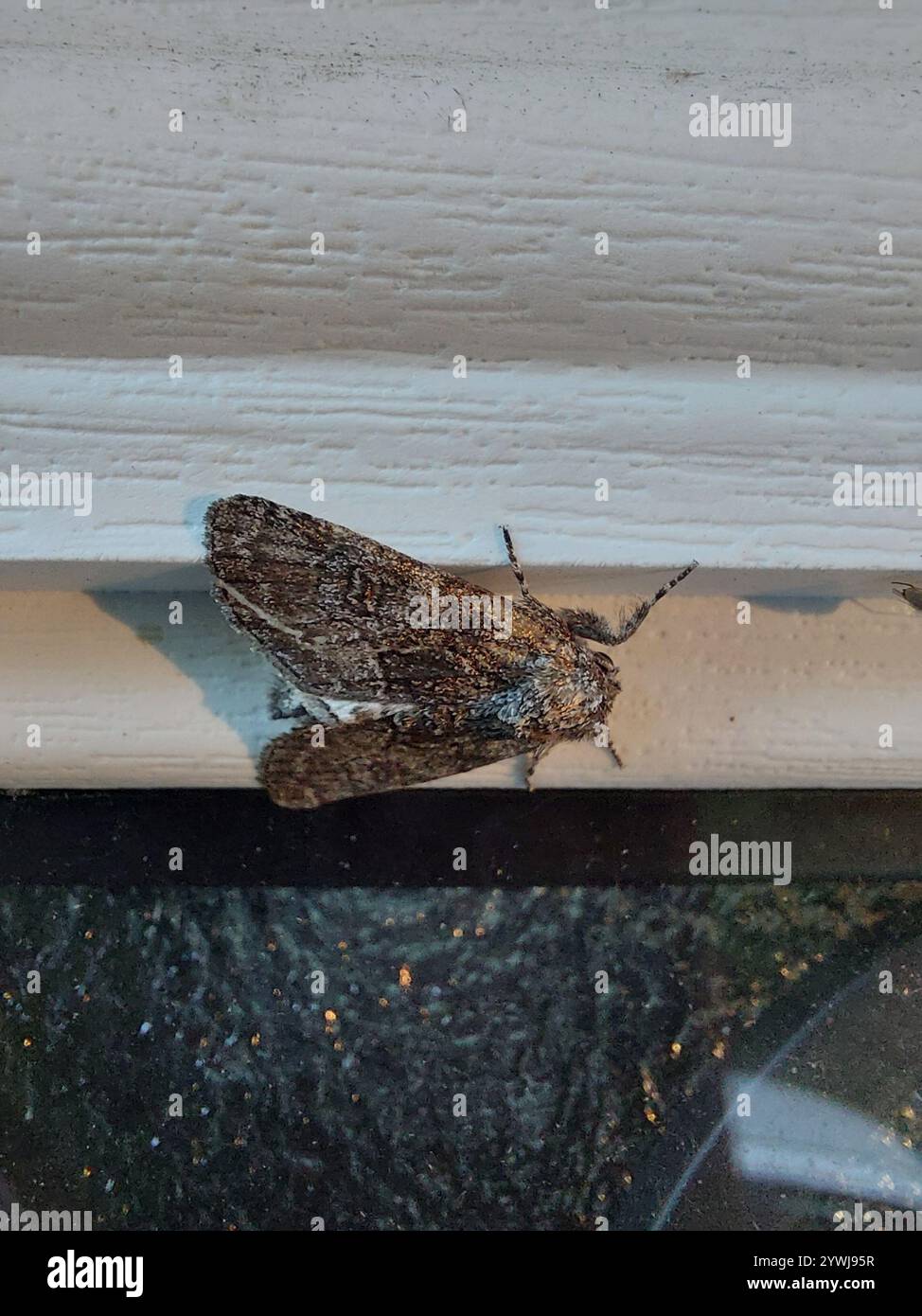 Brother Moth (Raphia frater Stock Photo - Alamy