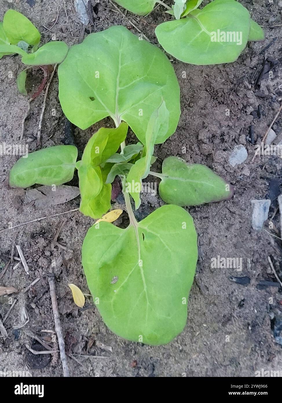 Subfamily chenopodioideae hi-res stock photography and images - Alamy