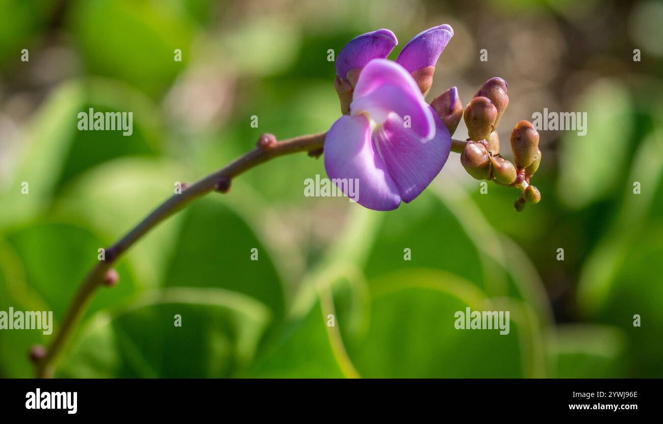 Beach Bean (Canavalia rosea Stock Photo - Alamy
