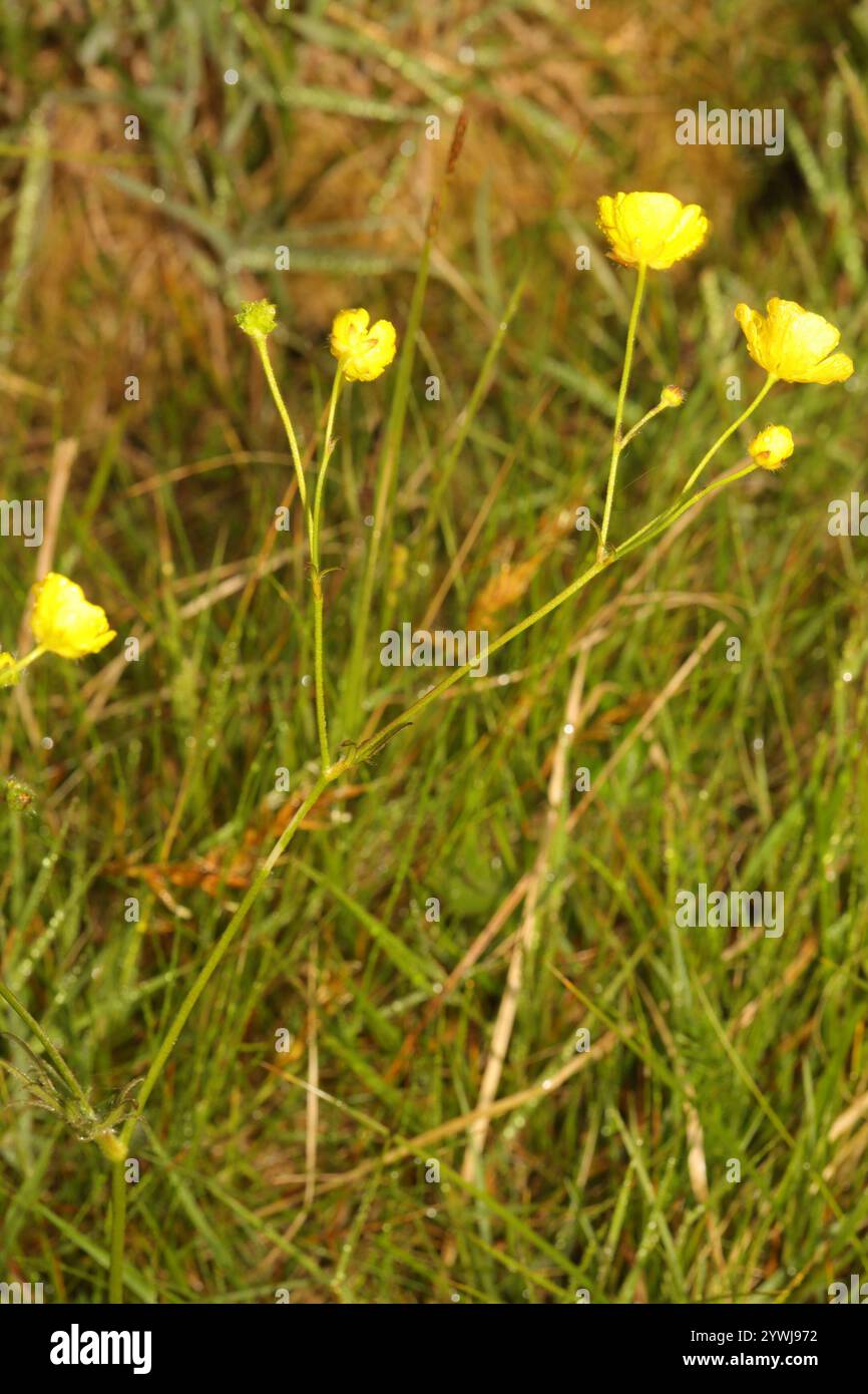 meadow buttercup (Ranunculus acris Stock Photo - Alamy