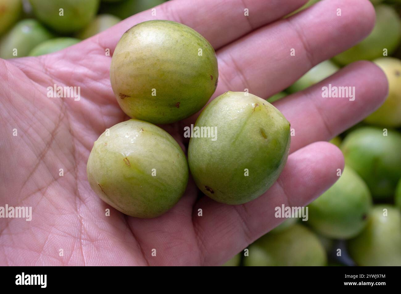Spondias tuberosa hi-res stock photography and images - Alamy