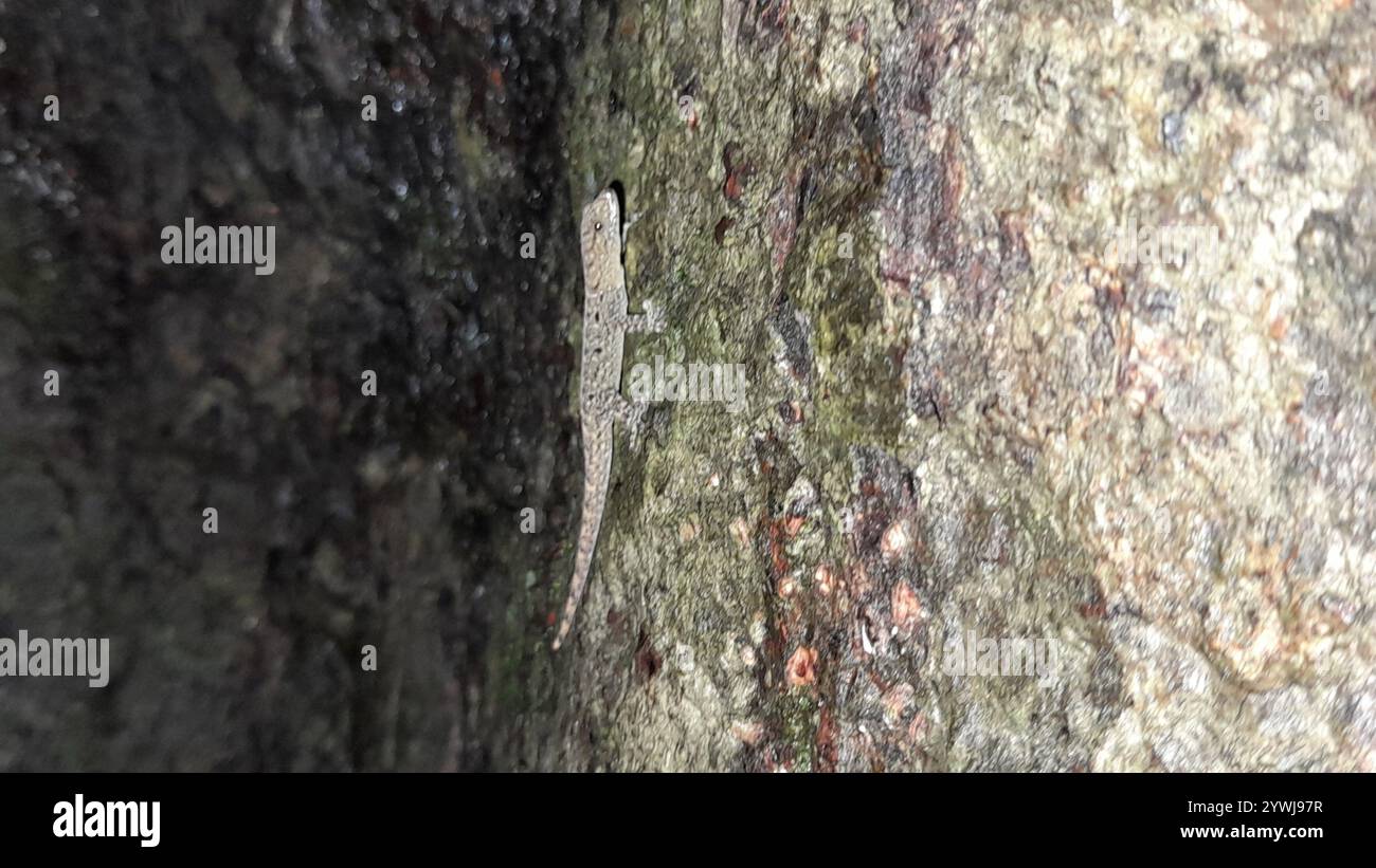 Yellow-headed Gecko (Gonatodes albogularis Stock Photo - Alamy