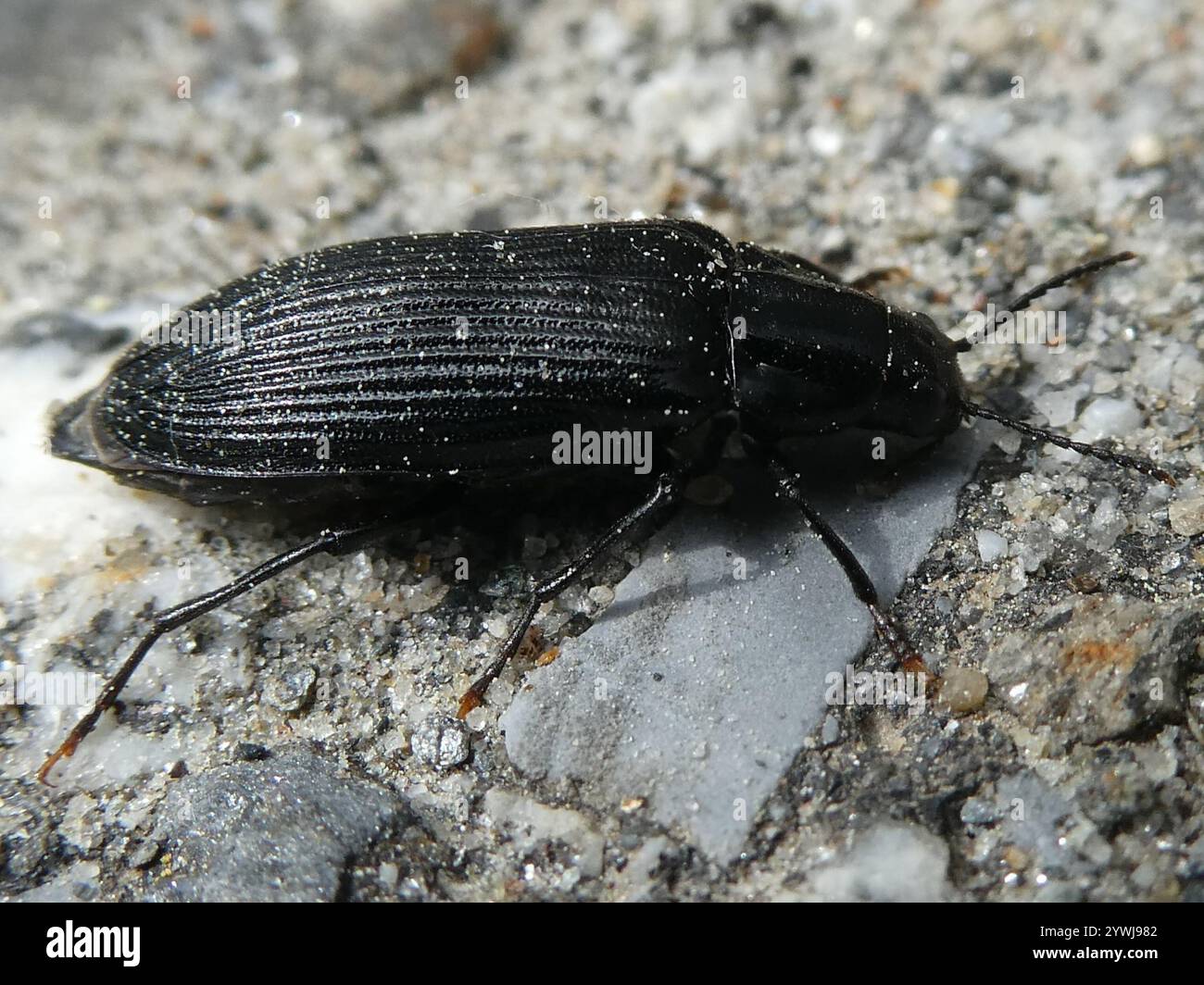 Melandrya striata hi-res stock photography and images - Alamy