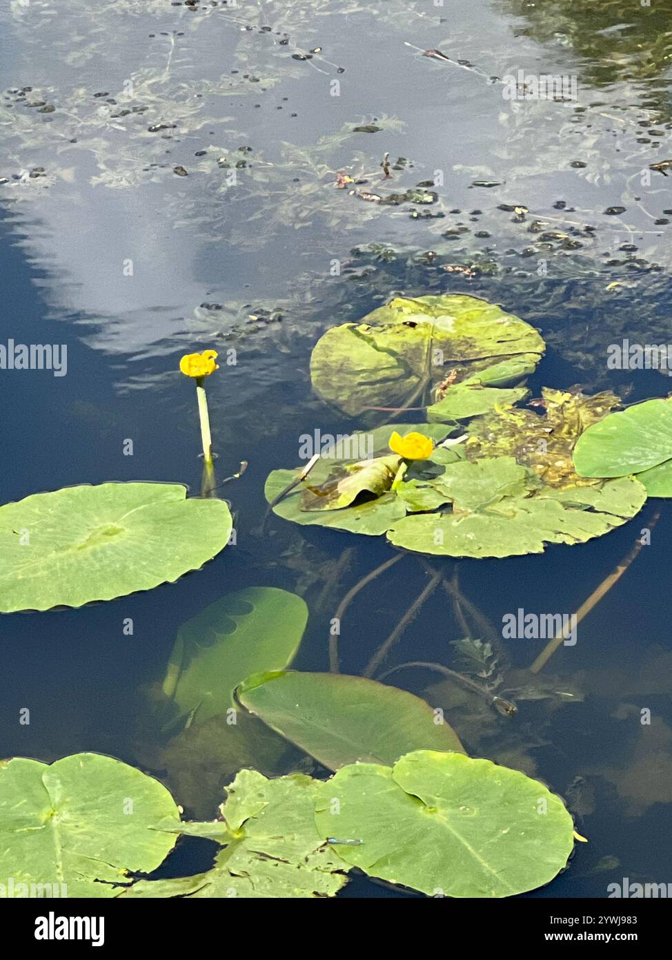 yellow water-lily (Nuphar lutea Stock Photo - Alamy