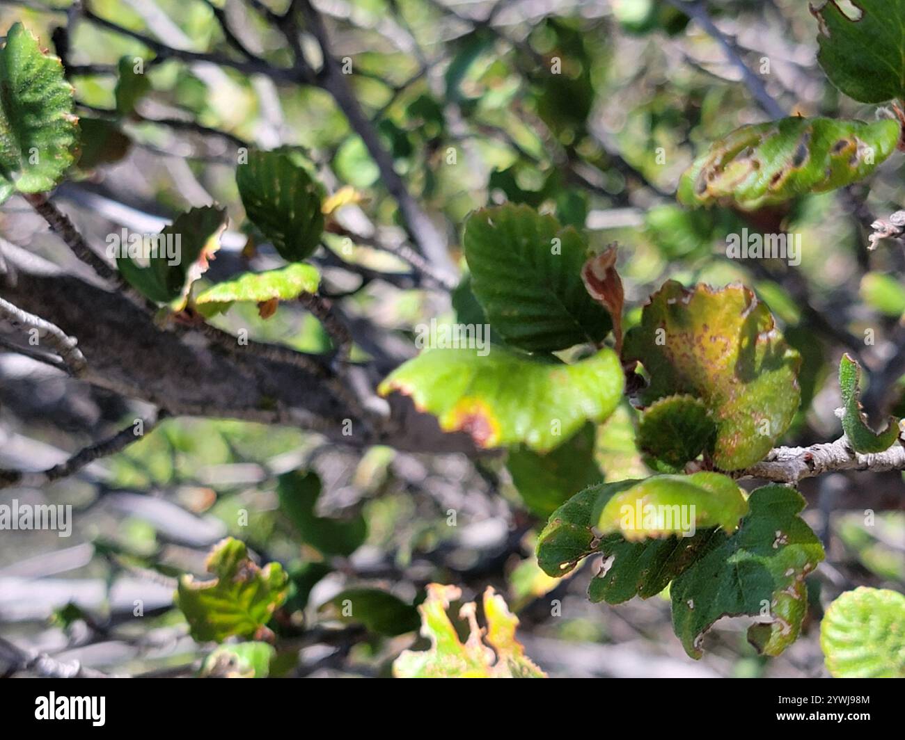 mountain mahoganies (Cercocarpus Stock Photo - Alamy