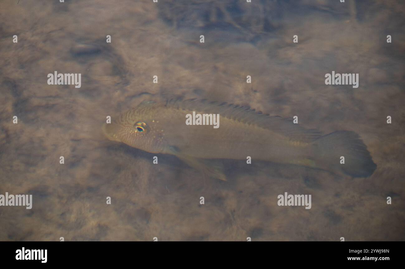 Demon Eartheaters (Satanoperca Stock Photo - Alamy