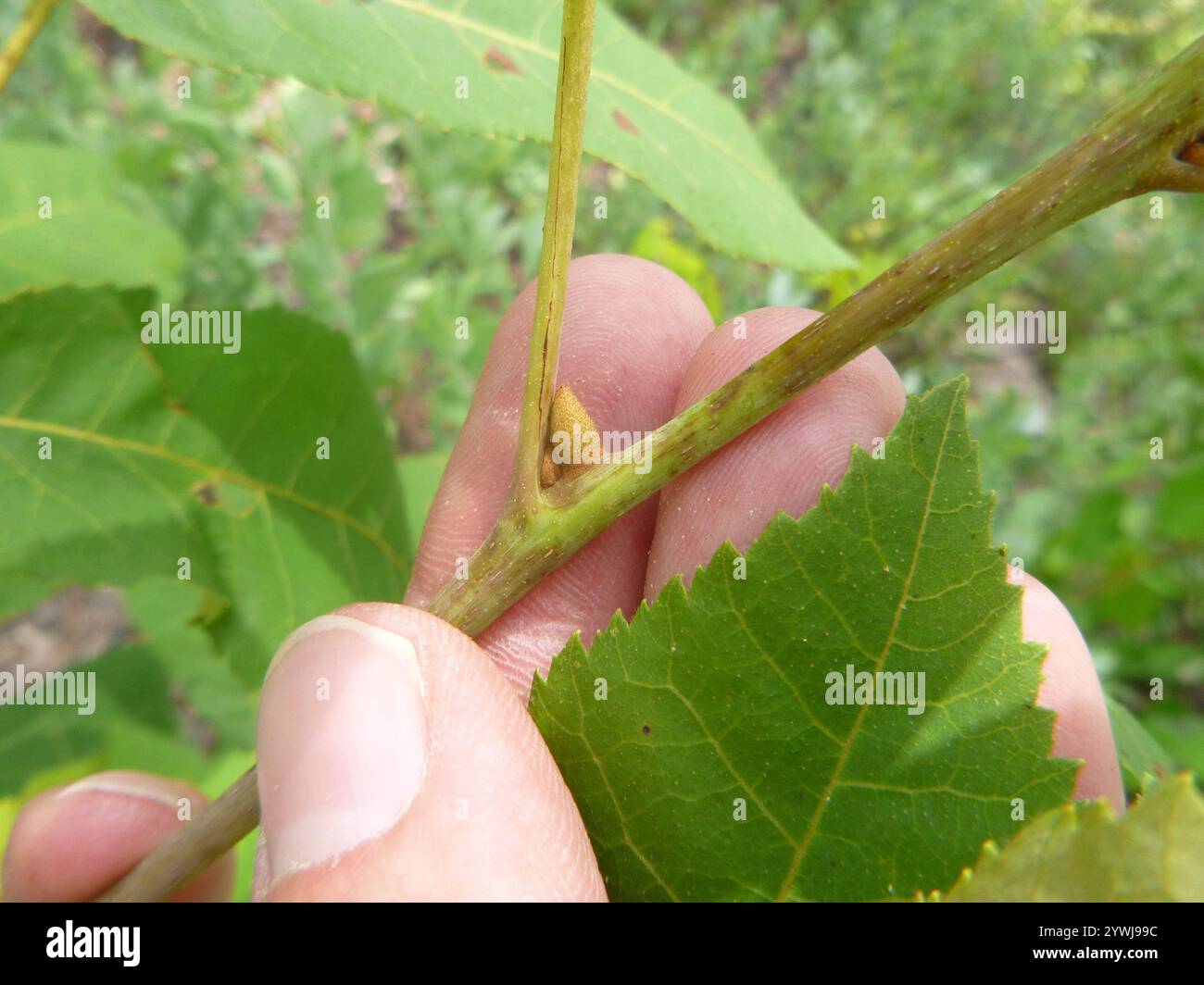 sand hickory (Carya pallida Stock Photo - Alamy