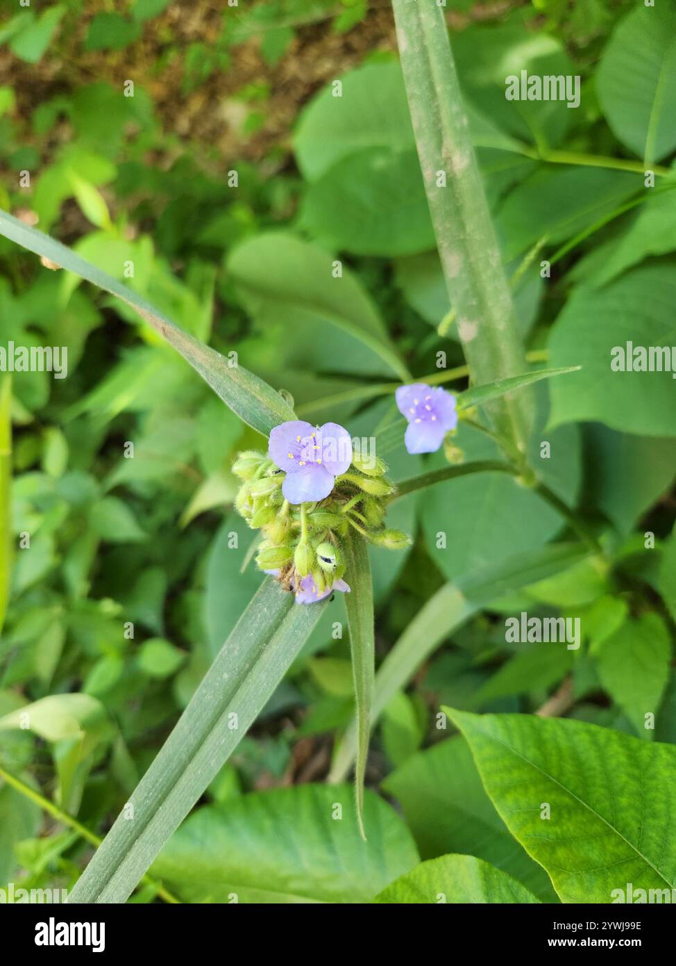 Zigzag Spiderwort (Tradescantia subaspera Stock Photo - Alamy