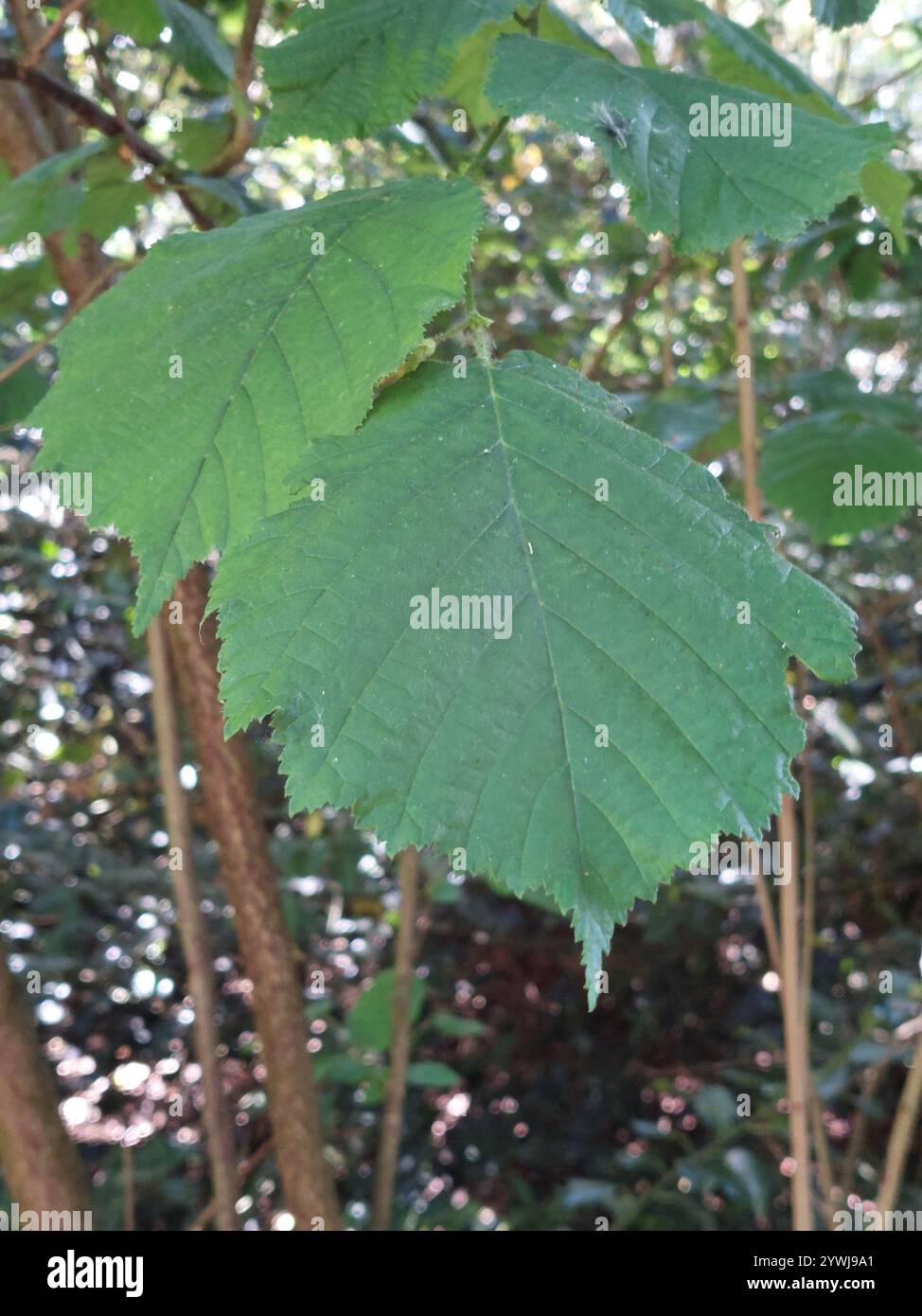 common hazel (Corylus avellana Stock Photo - Alamy