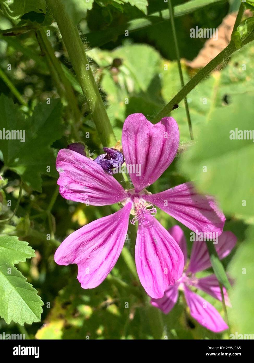 Common Mallow (Malva sylvestris Stock Photo - Alamy
