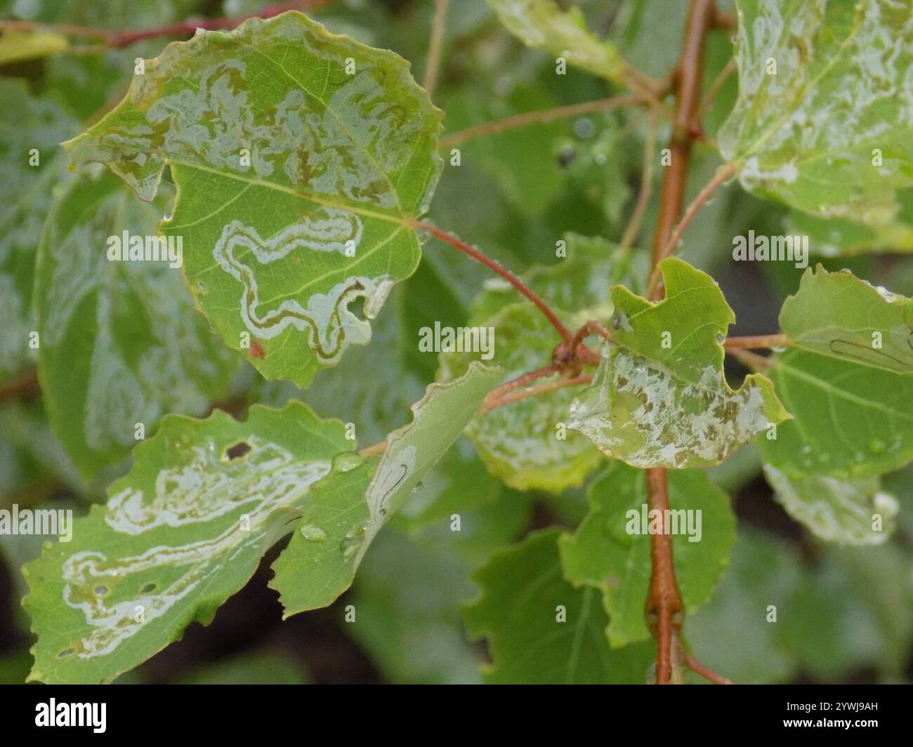 Aspen Serpentine Leafminer Moth (Phyllocnistis populiella Stock Photo ...