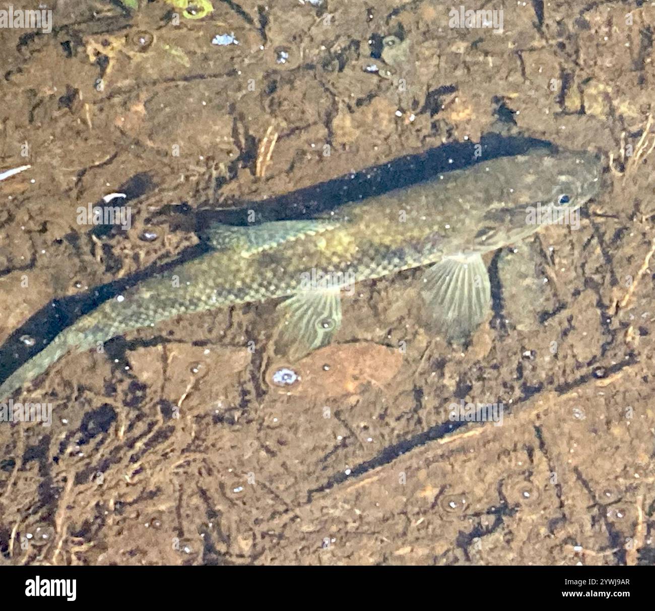 Common Wolffish (Hoplias malabaricus Stock Photo - Alamy