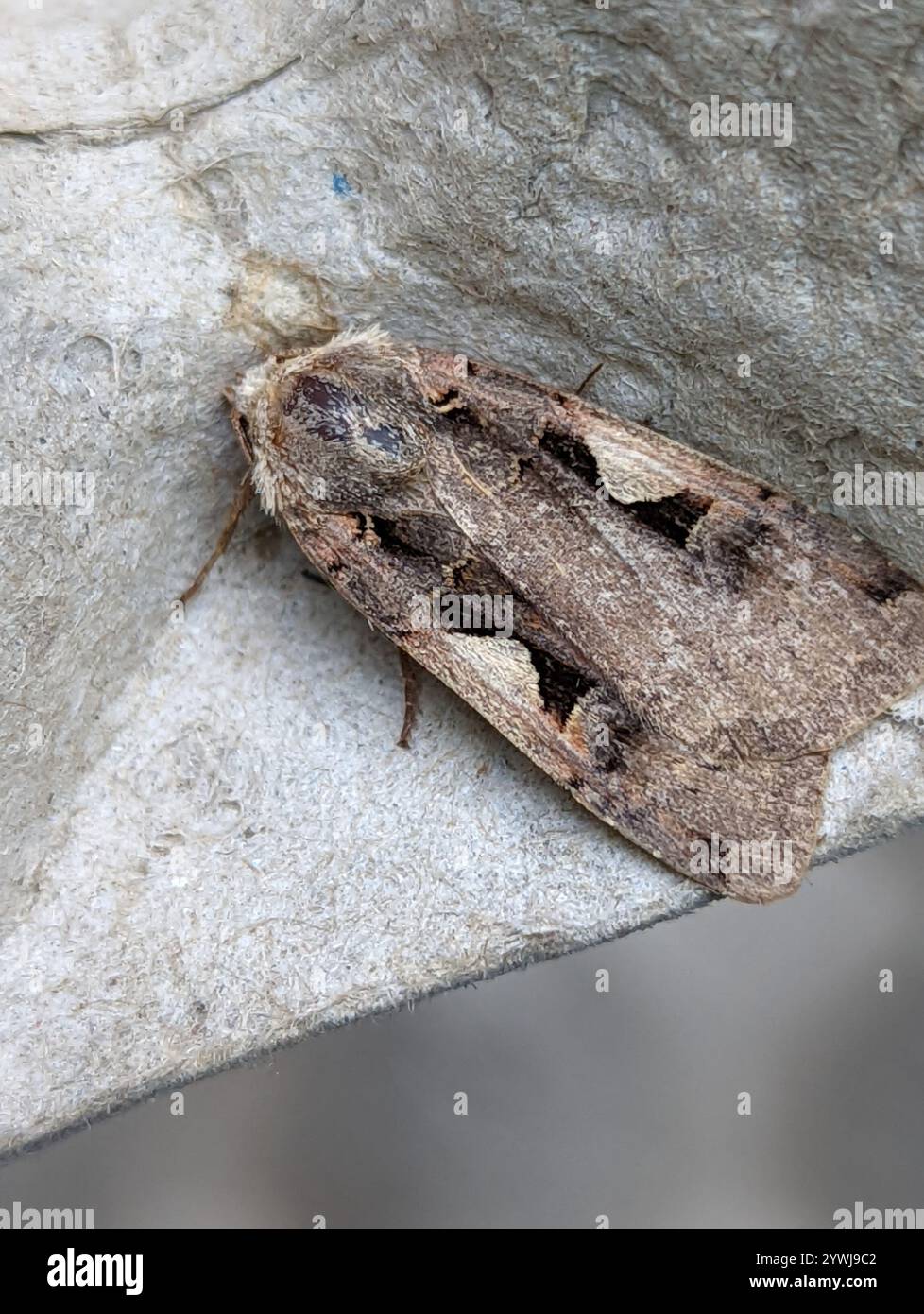 Setaceous Hebrew Character (Xestia c-nigrum Stock Photo - Alamy