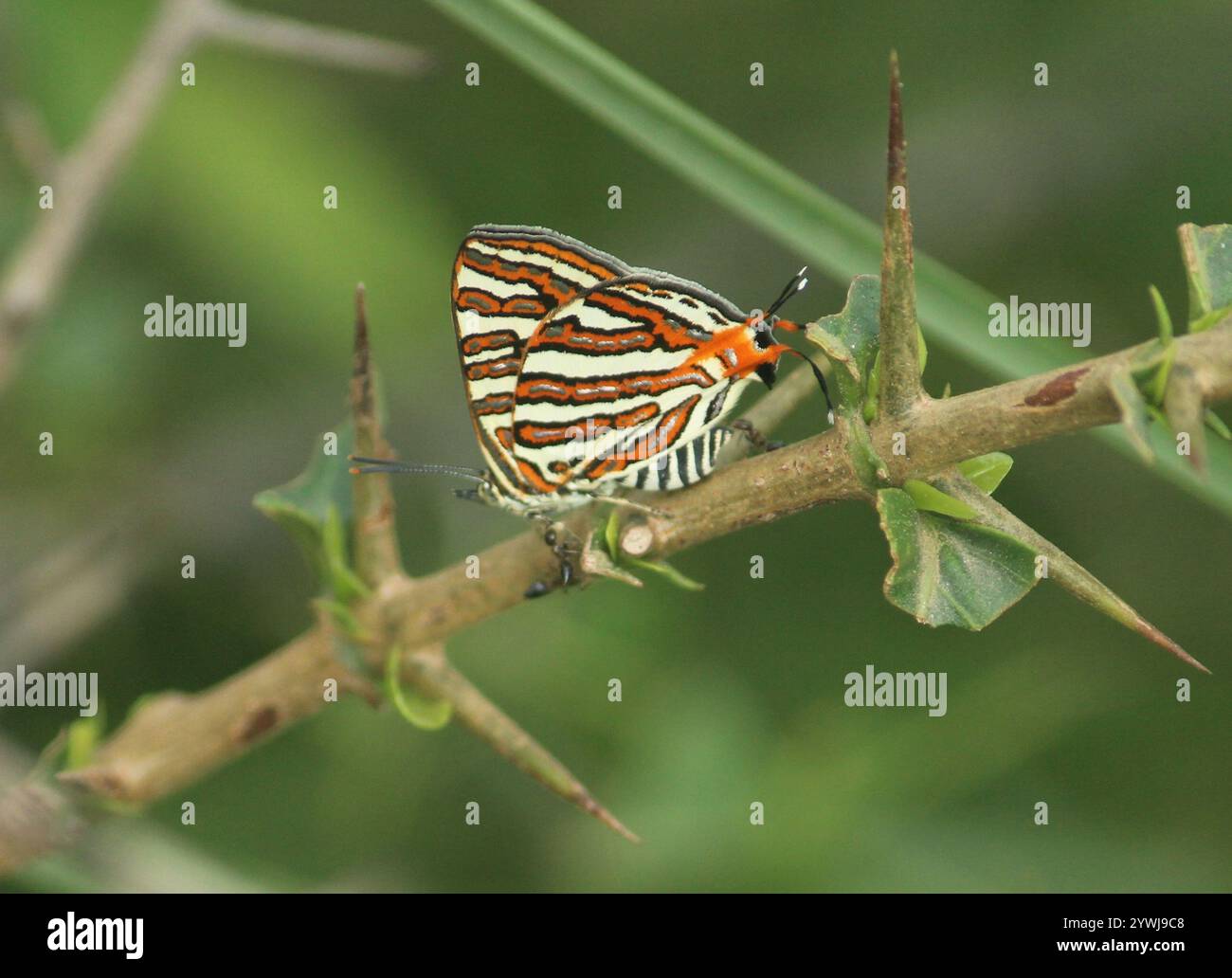 Common Silverline (Cigaritis vulcanus Stock Photo - Alamy