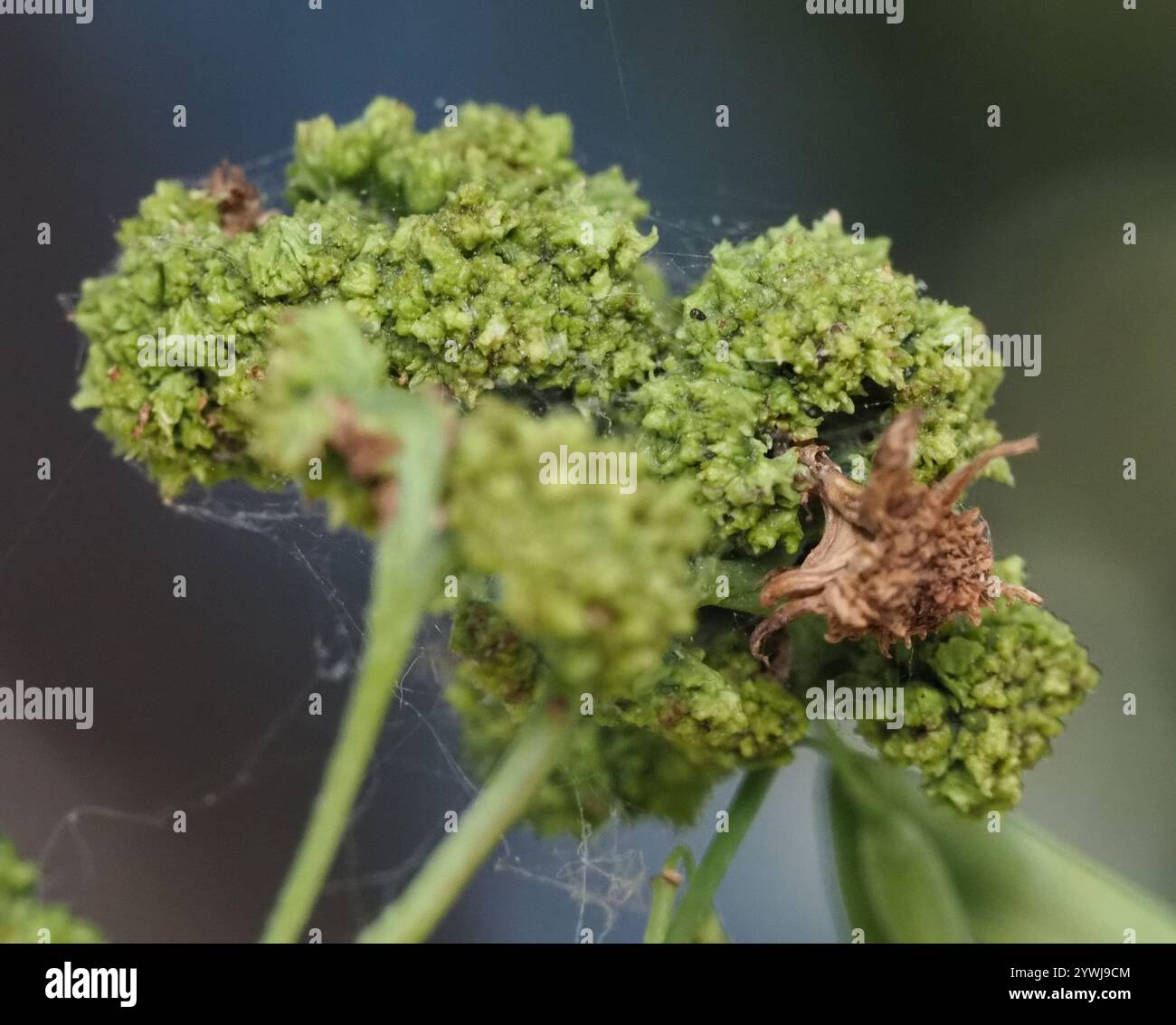 Ash Flower Gall Mite (Aceria fraxiniflora Stock Photo - Alamy