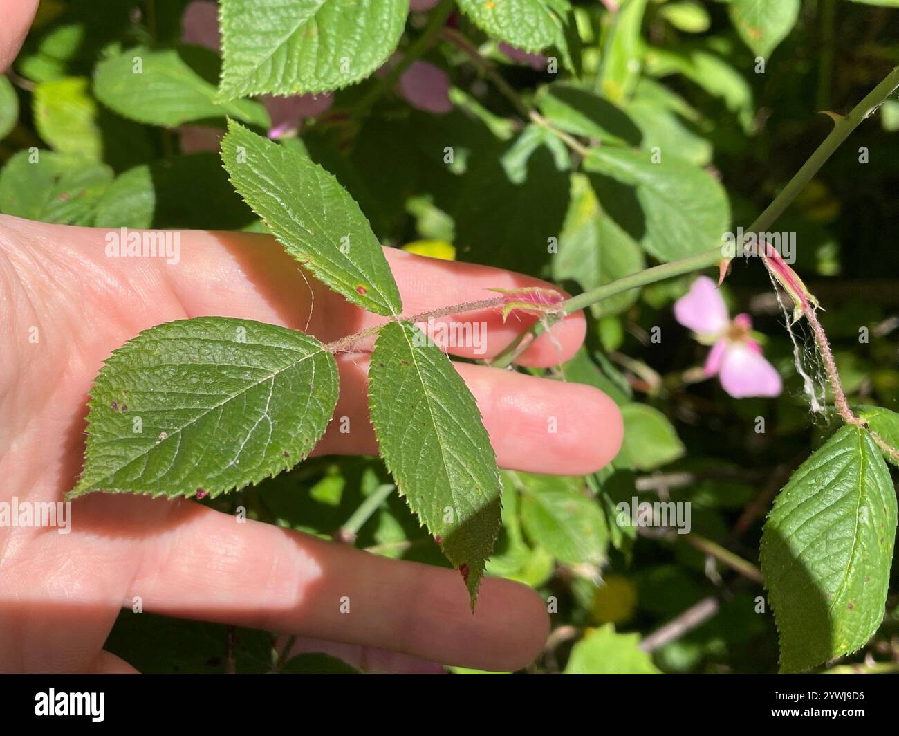 climbing prairie rose (Rosa setigera Stock Photo - Alamy