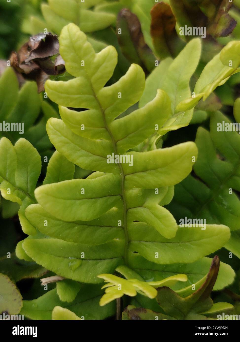 rock polypody (Polypodium virginianum Stock Photo - Alamy