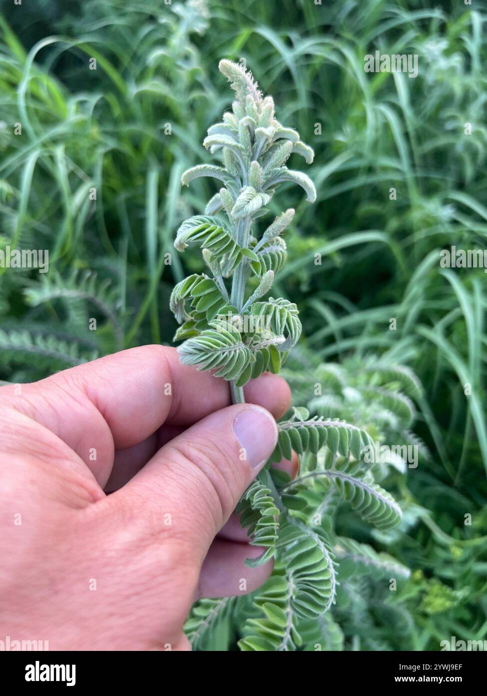 leadplant (Amorpha canescens Stock Photo - Alamy
