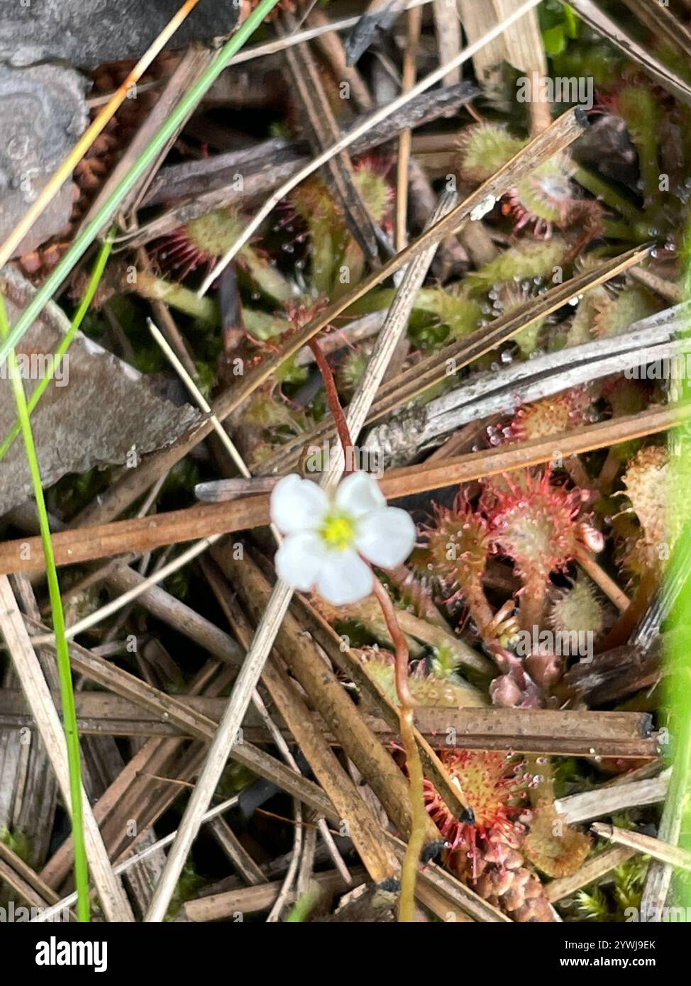 Pink Sundew (Drosera capillaris Stock Photo - Alamy