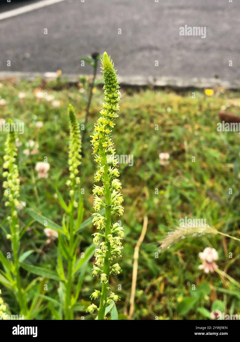 Weld (Reseda luteola Stock Photo - Alamy