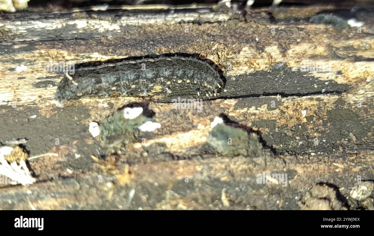 Variegated Cutworm Moth (Peridroma saucia Stock Photo - Alamy