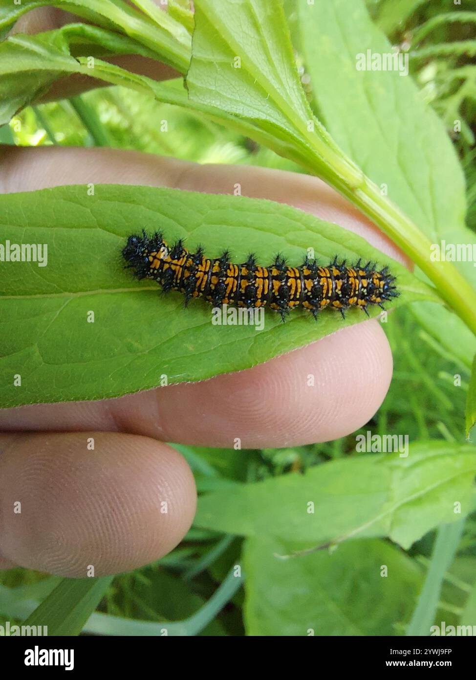 Harris's Checkerspot (Chlosyne harrisii Stock Photo - Alamy