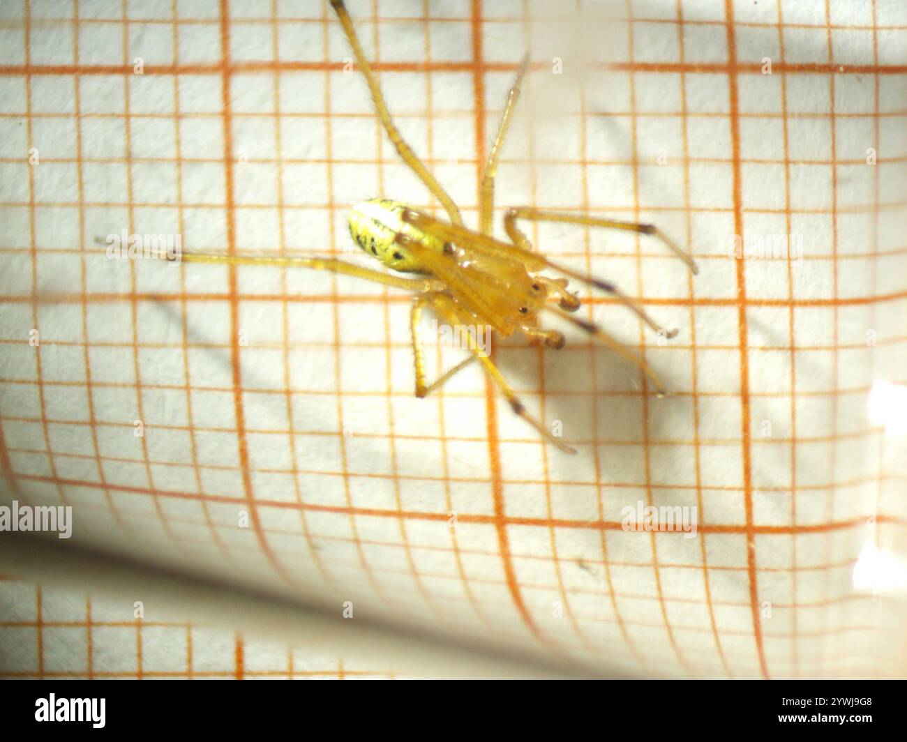 Candy-striped Spider complex (Enoplognatha ovata Stock Photo - Alamy