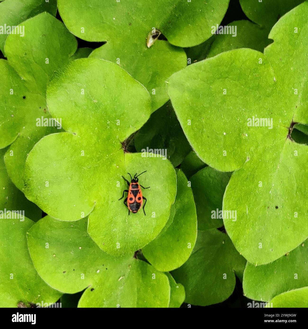 European Firebug (Pyrrhocoris apterus Stock Photo - Alamy European Firebug (Pyrrhocoris apterus Stock Photo - Alamy