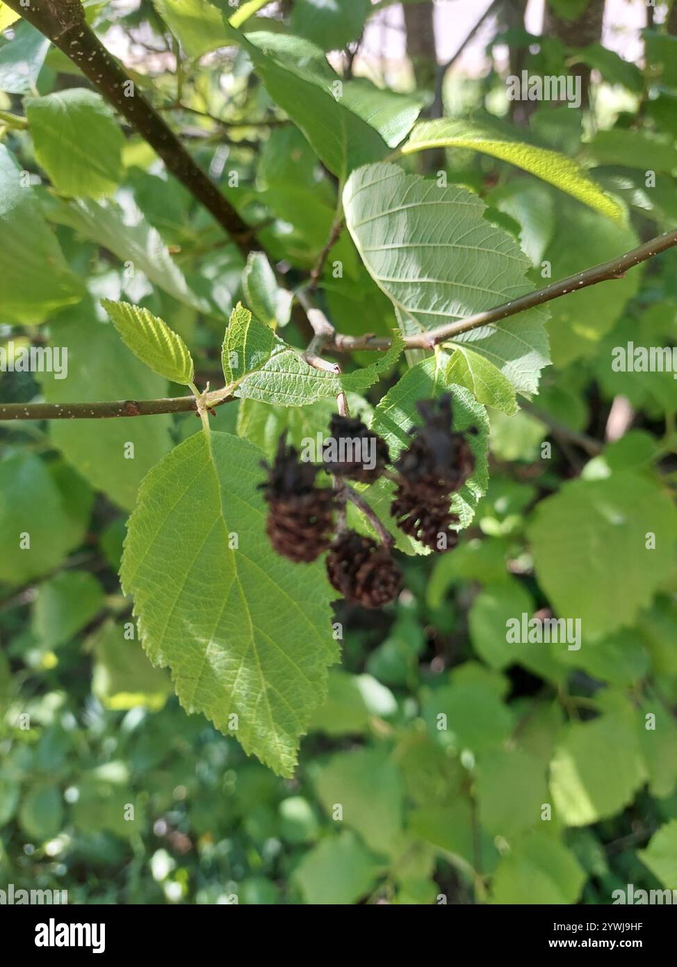 swamp alder (Alnus incana rugosa Stock Photo - Alamy