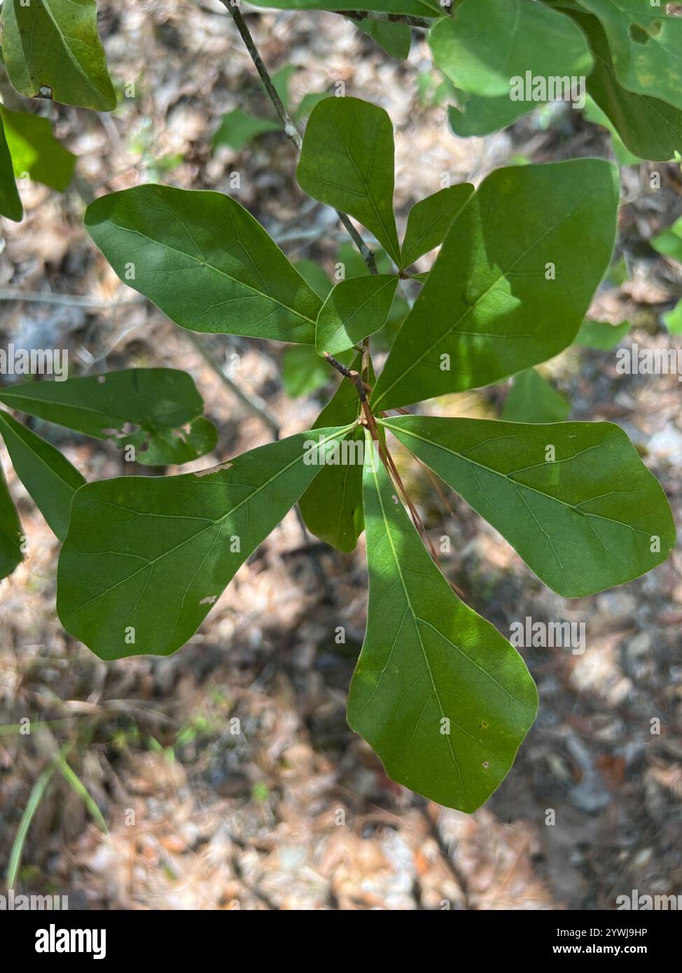 water oak (Quercus nigra Stock Photo - Alamy