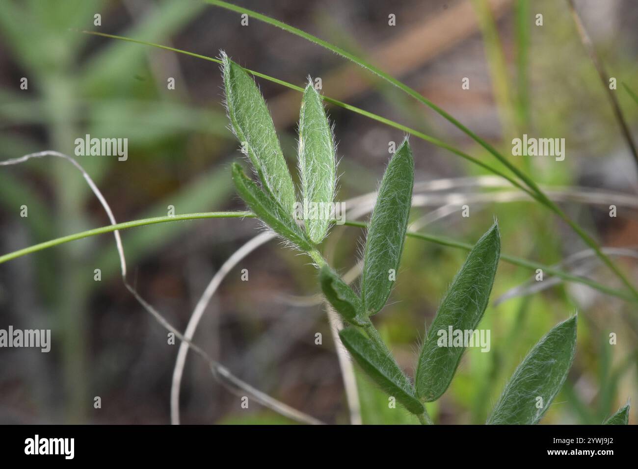 field locoweed (Oxytropis campestris Stock Photo - Alamy