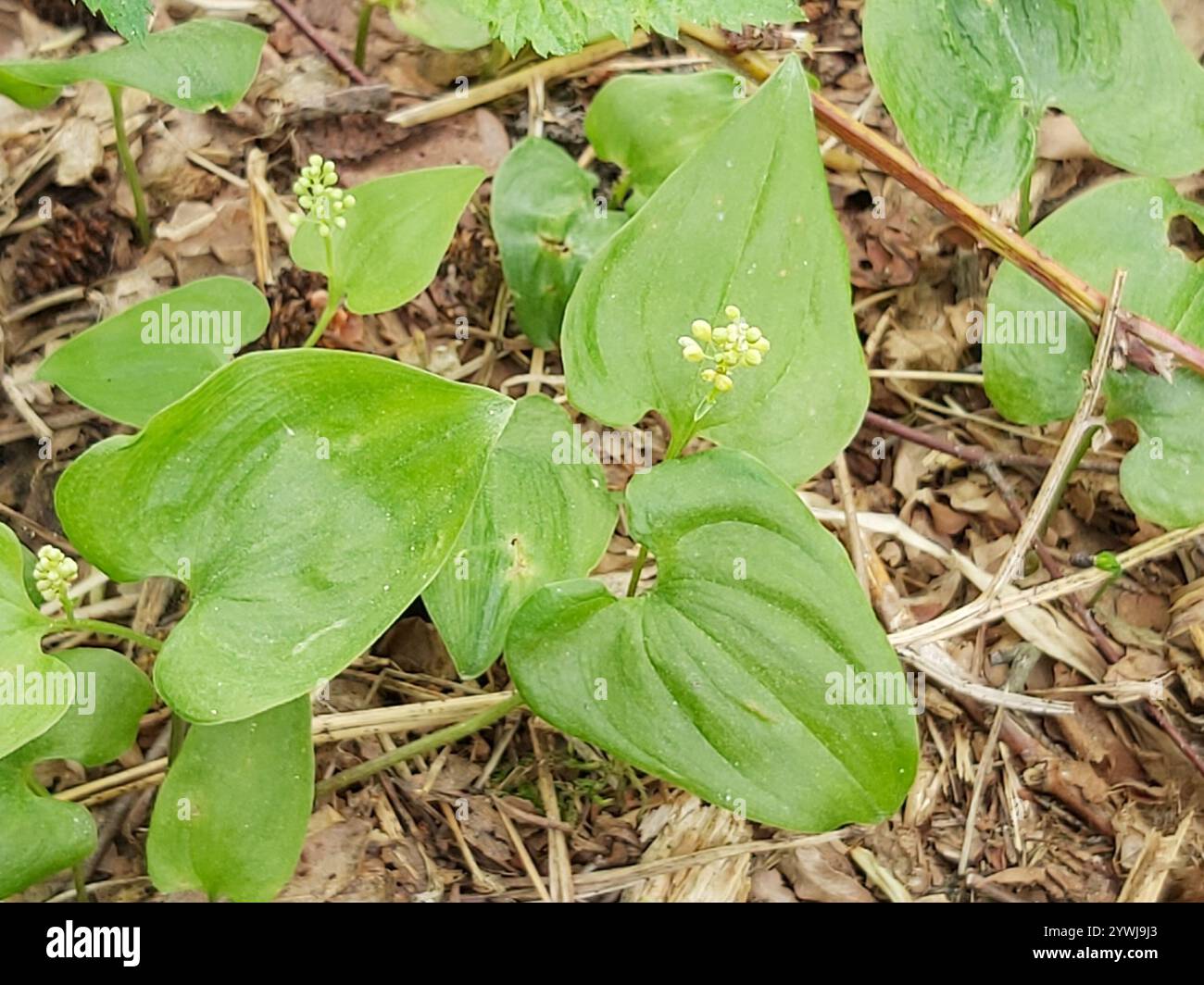 May Lily (Maianthemum bifolium Stock Photo - Alamy