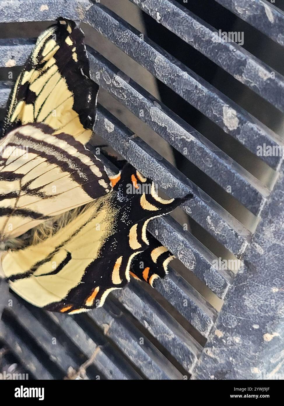 Canadian Tiger Swallowtail (Papilio canadensis Stock Photo - Alamy