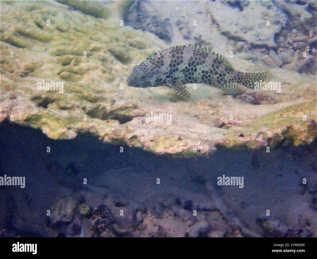 Epinephelus merra hi-res stock photography and images - Alamy