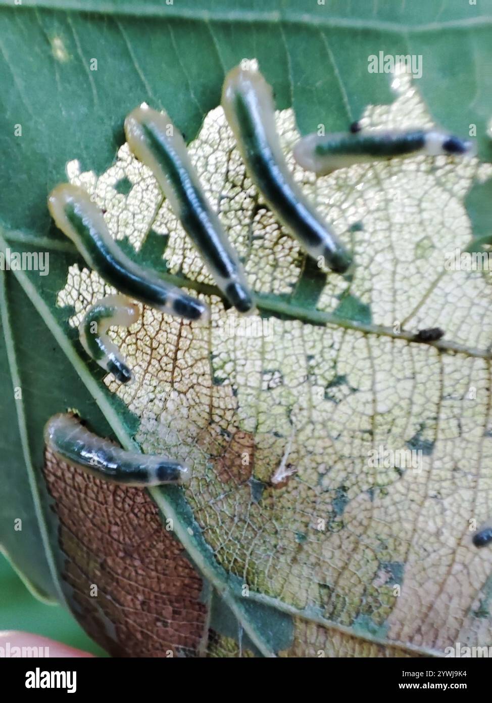 Oak slug sawfly hi-res stock photography and images - Alamy