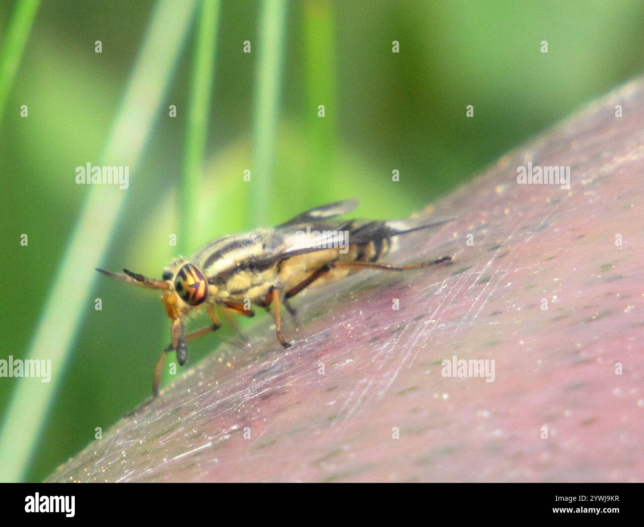 Beautiful Deer Fly (Chrysops callidus Stock Photo - Alamy