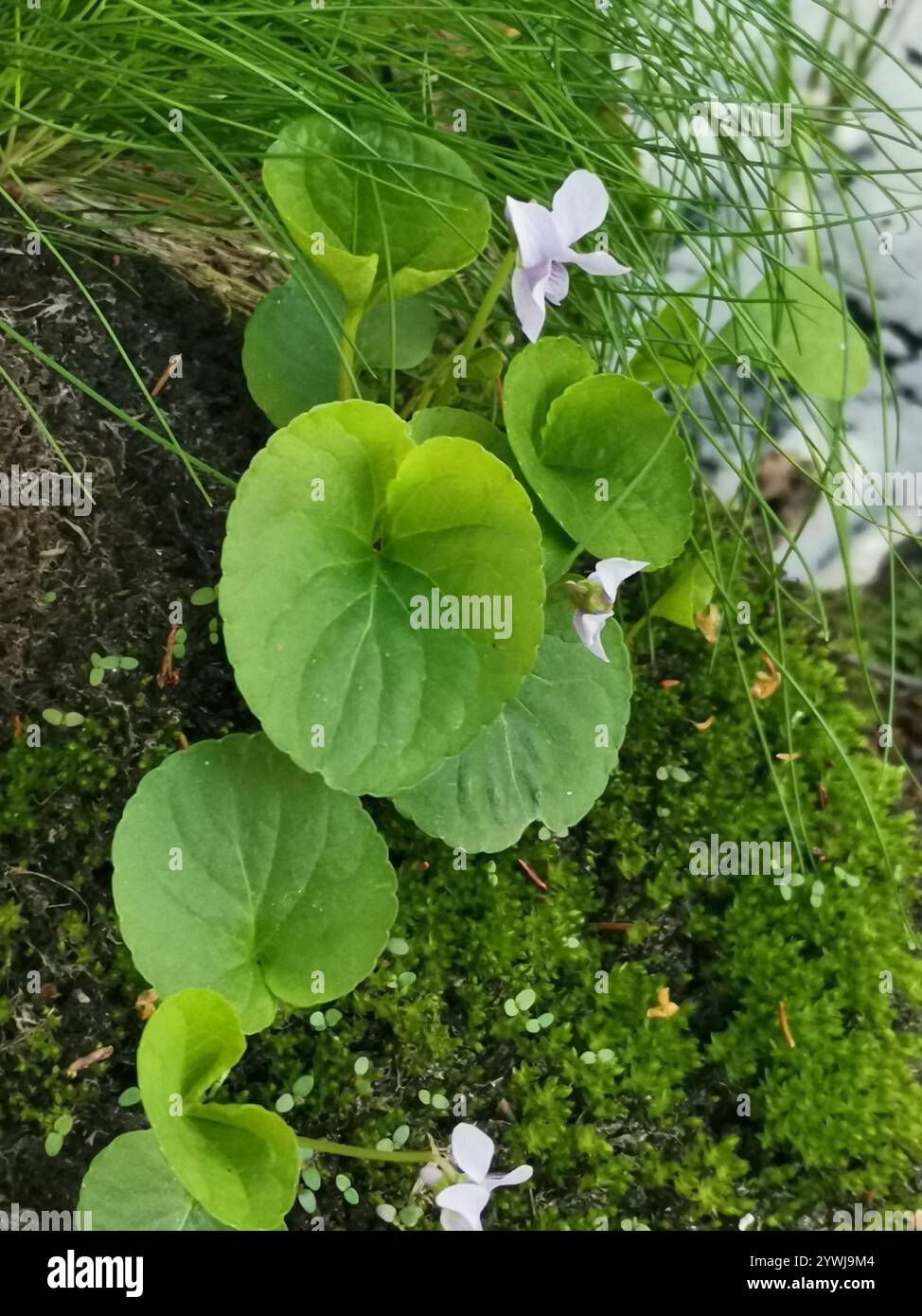 alpine marsh violet (Viola palustris Stock Photo - Alamy