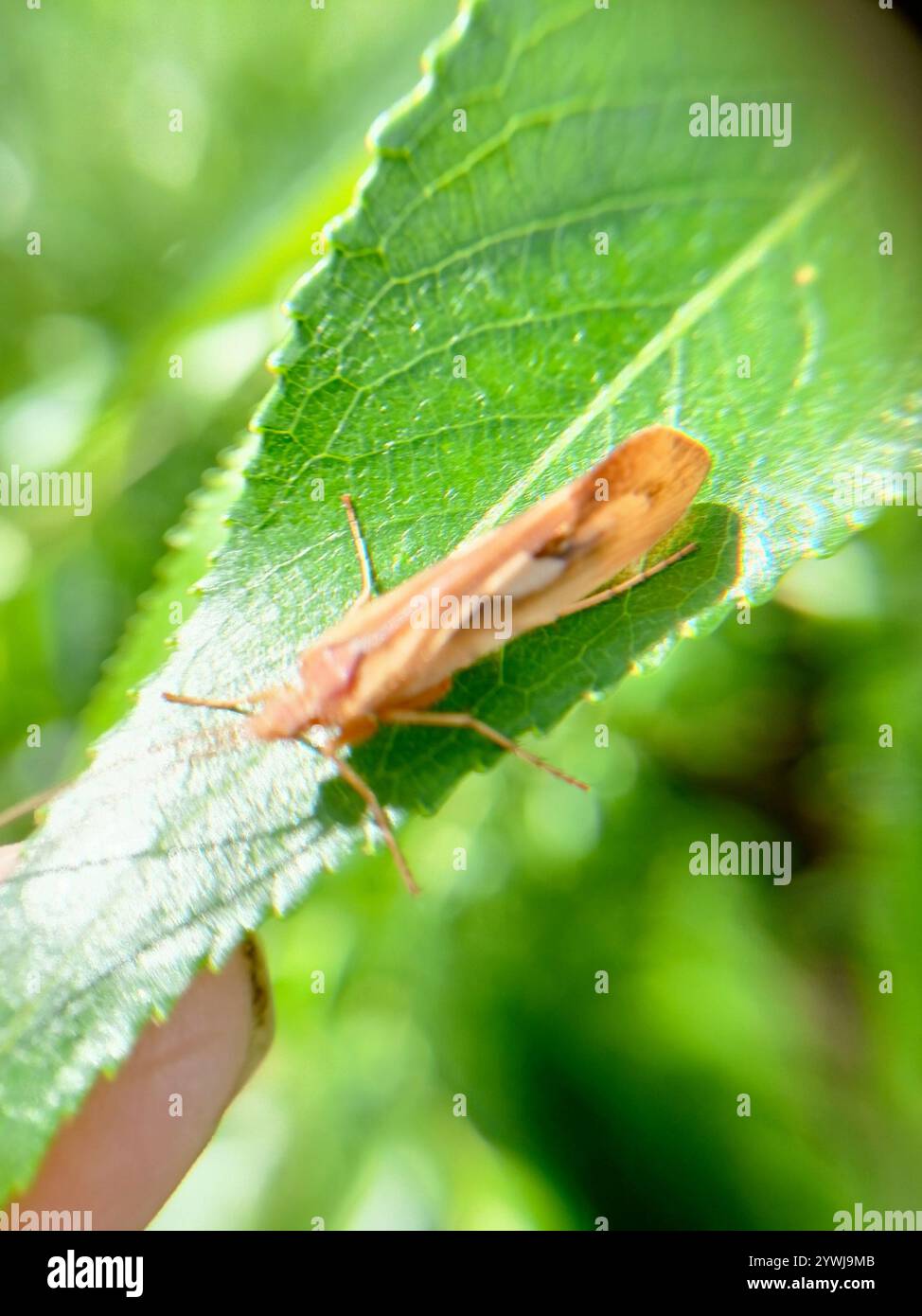 Diamond Northern Caddisfly (Limnephilus rhombicus Stock Photo - Alamy