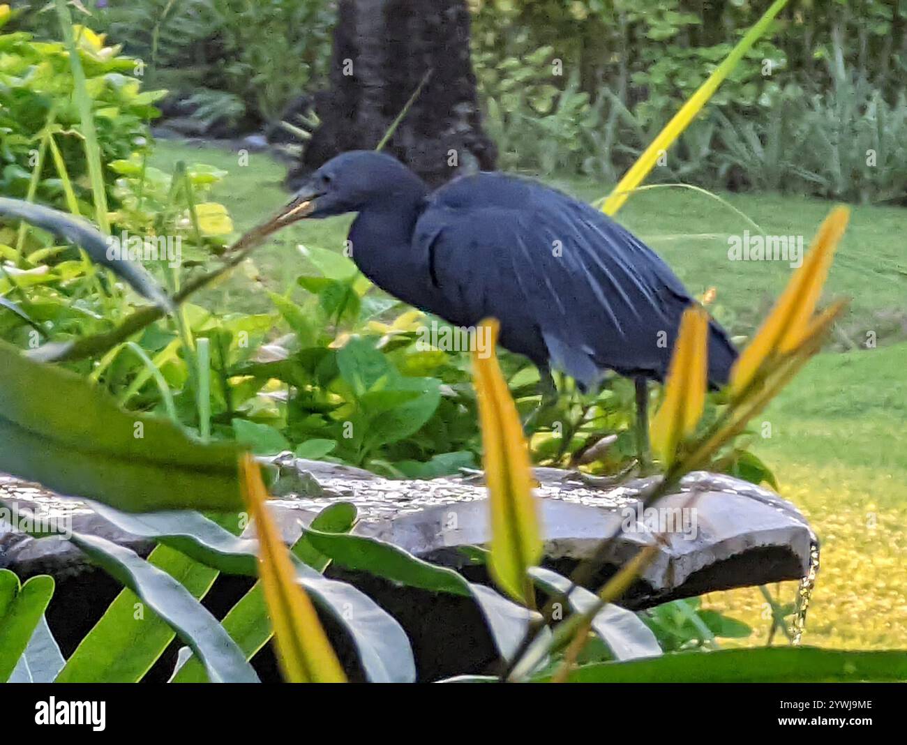 Pacific Reef Heron (Egretta sacra Stock Photo - Alamy